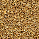 Red Hard Winter Wheat (Leach Grain) - a Premium High-Protein Bird Food