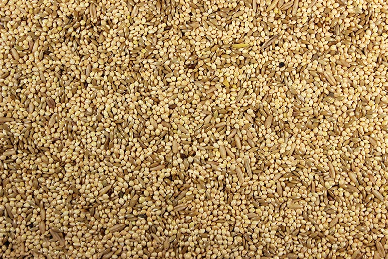 Parakeet 25.00% (Leach Grain & Milling) High Protein Parakeet Feed