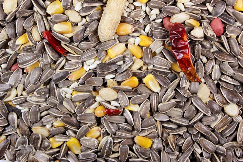 Parrot Mix (Leach Grain & Milling) - Premium Parrot Food