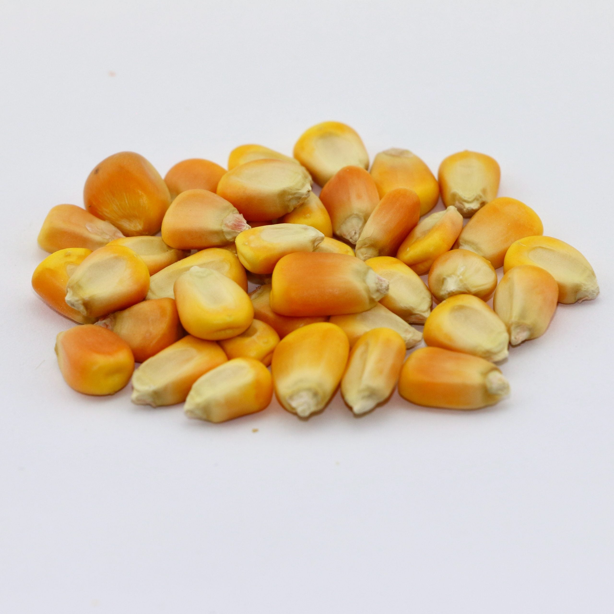 Whole Corn for Chickens & Pigeons (Leach Grain) Whole Corn Feed