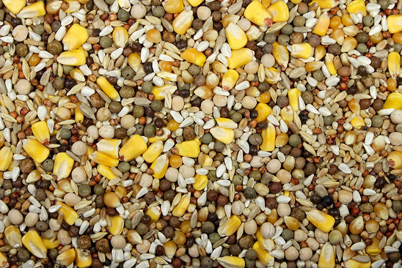 KC-5 Race Mix 15.06% (Leach Grain & Milling) Racing Pigeon Feed