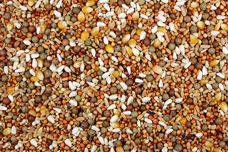 Pigeon Feed Breeding Mixes